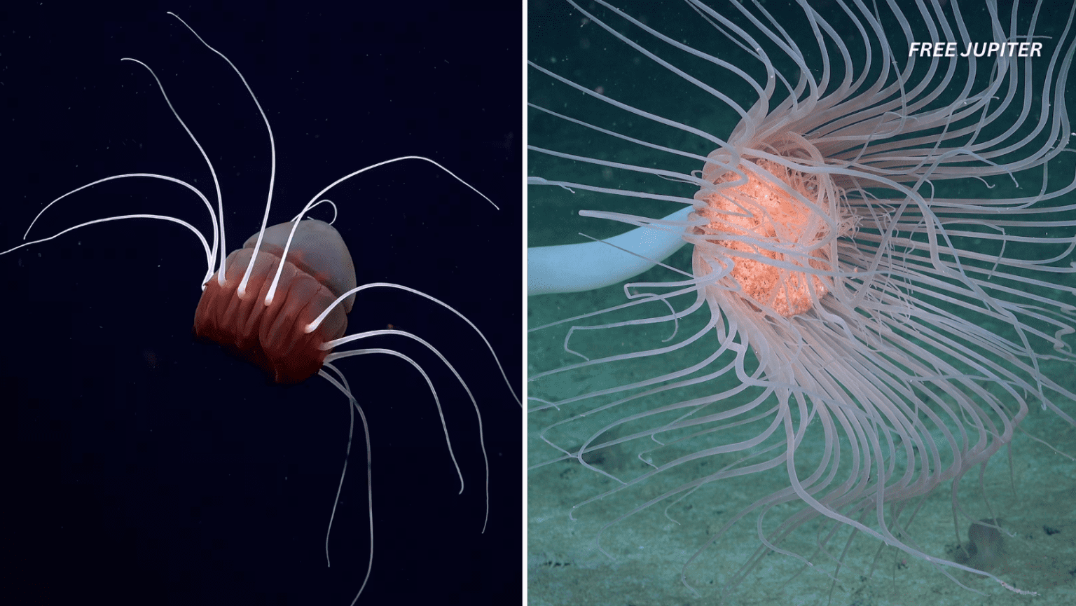 Iceberg Breaks Off Of Antarctica, Revealing Strange Tentacled Creatures ...