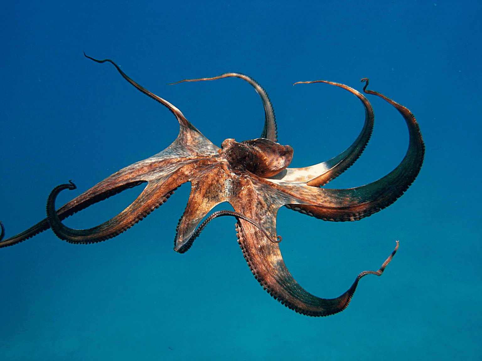Scientists Claim That If Humans Go Extinct, Octopuses Have The Best ...