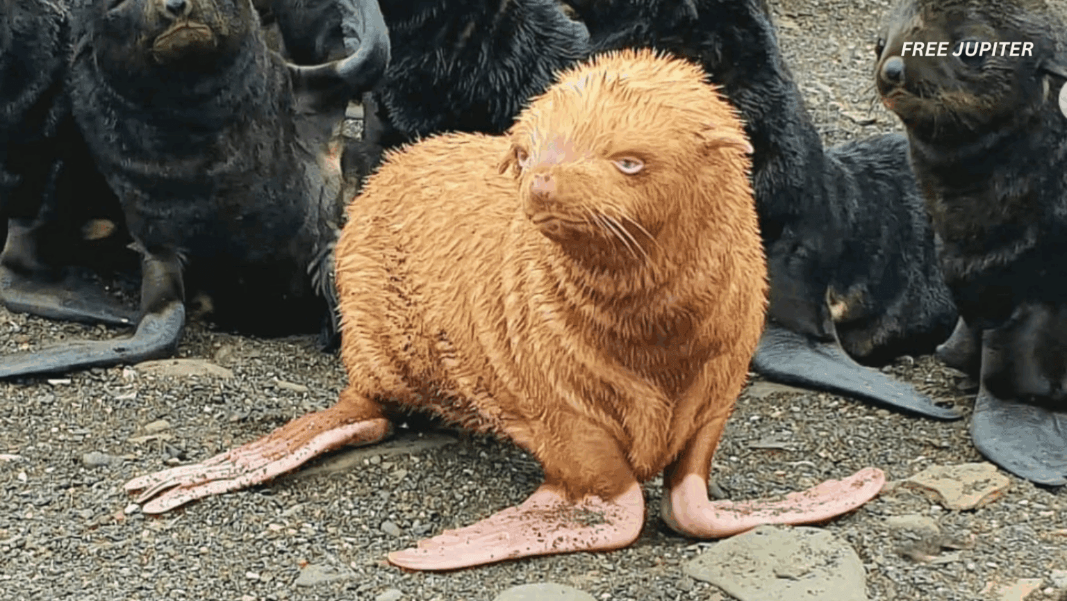 A Rare Ginger Albino Seal Pup Was Spotted on Remote Island