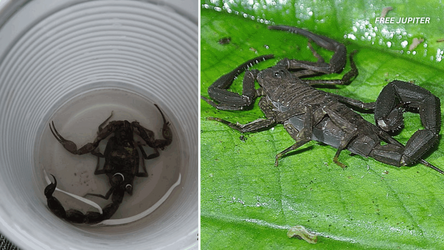 Scientists Discover Molecule in Amazonian Scorpion Venom That Destroys ...