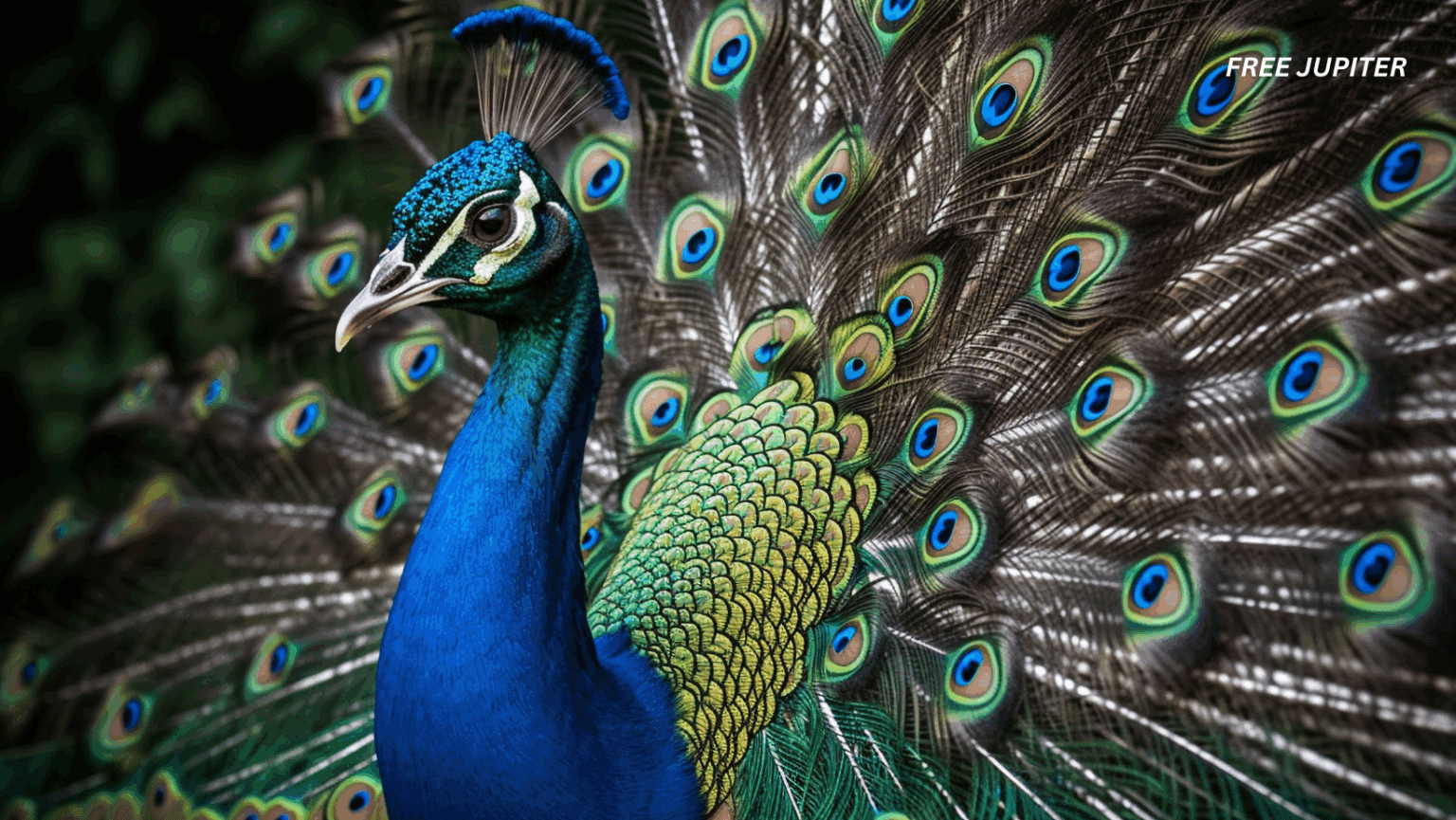 Nature’s First Laser Gun? Researchers Discover Peacock Feathers Emit ...